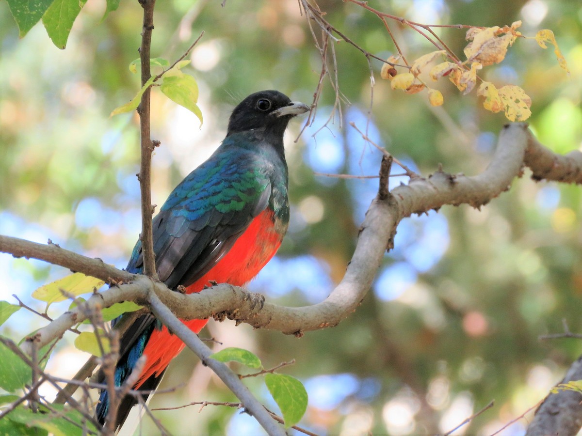 ML272922141 - Eared Quetzal - Macaulay Library