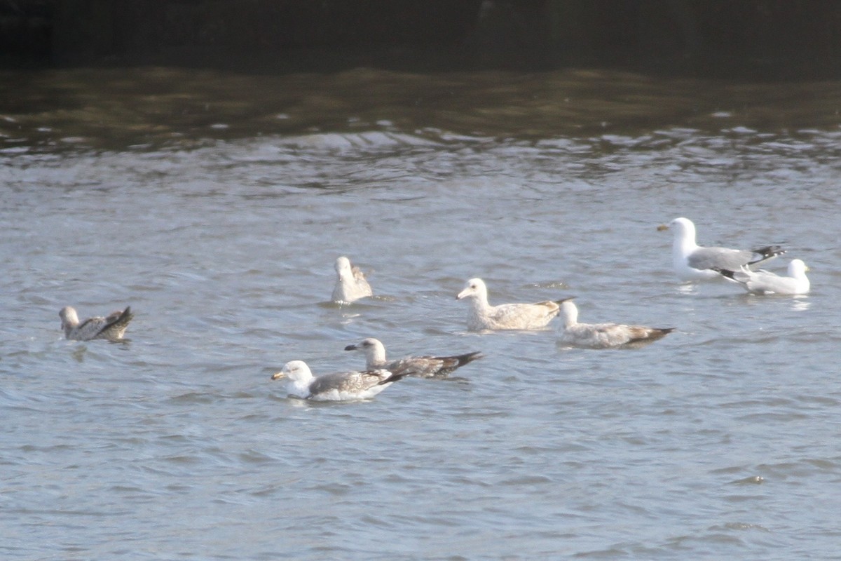 eBird Checklist - 18 Apr 2016 - Passanageset Park at Broad Meadows ...