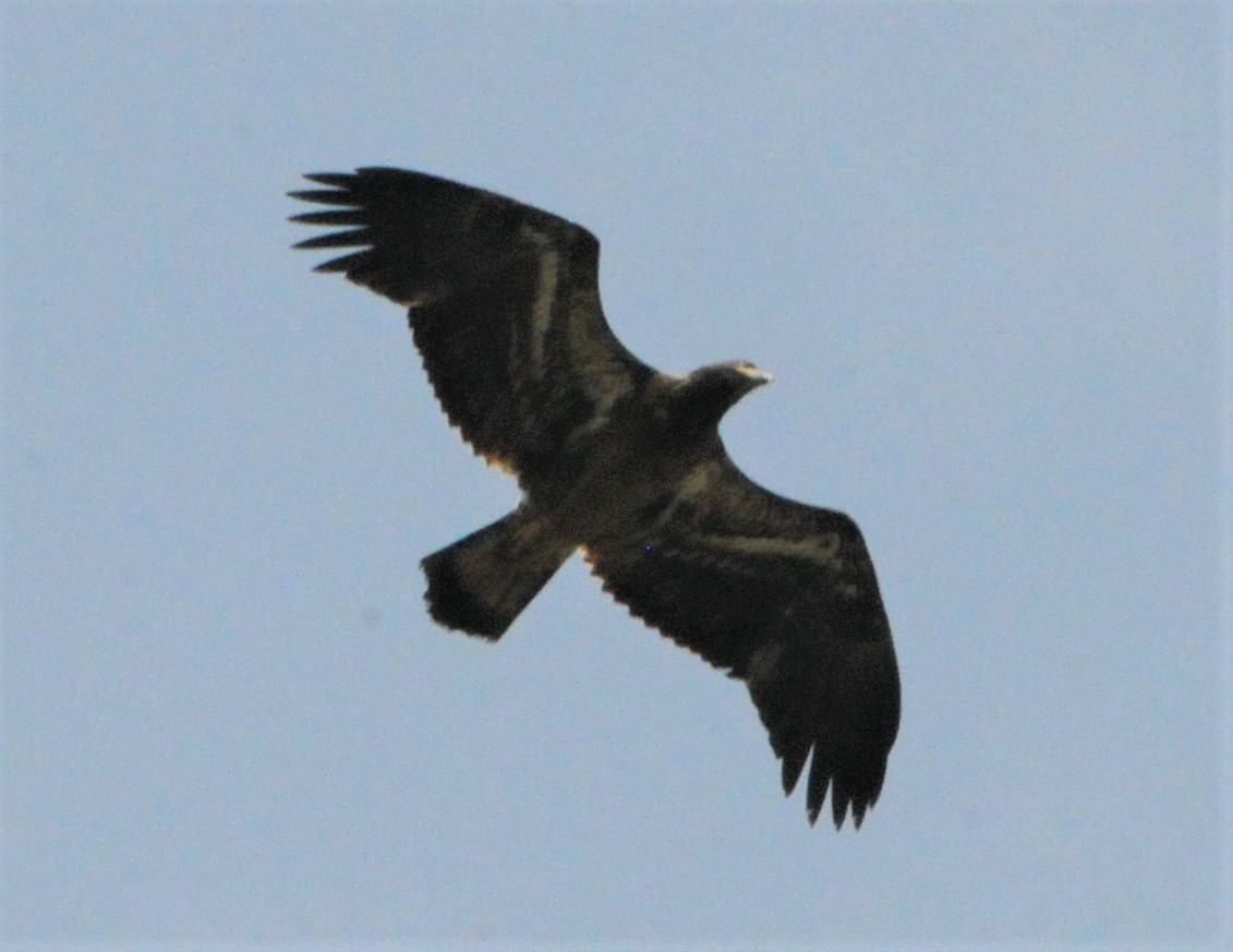 eBird Checklist - 21 Sep 2020 - Mormon Island SRA - 9 species