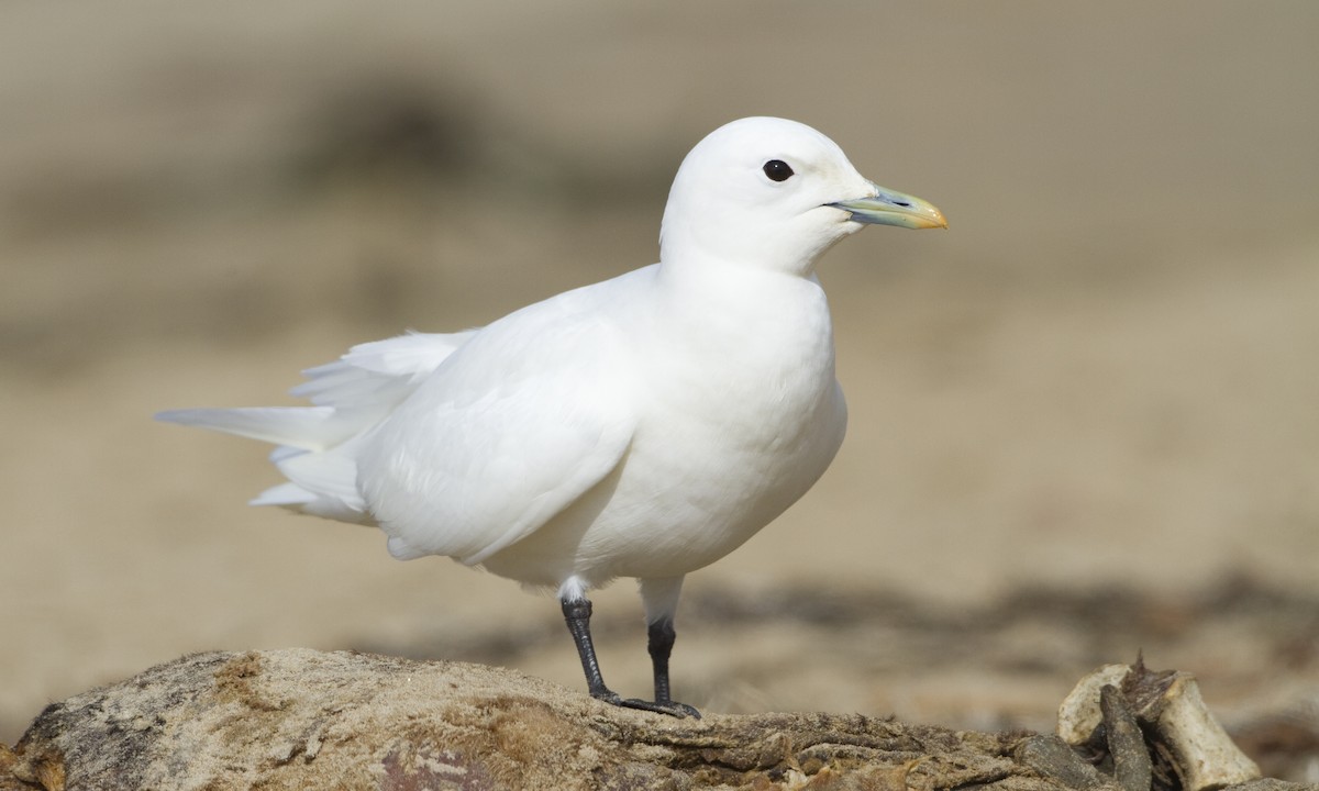 ML27313651 - Ivory Gull - Macaulay Library