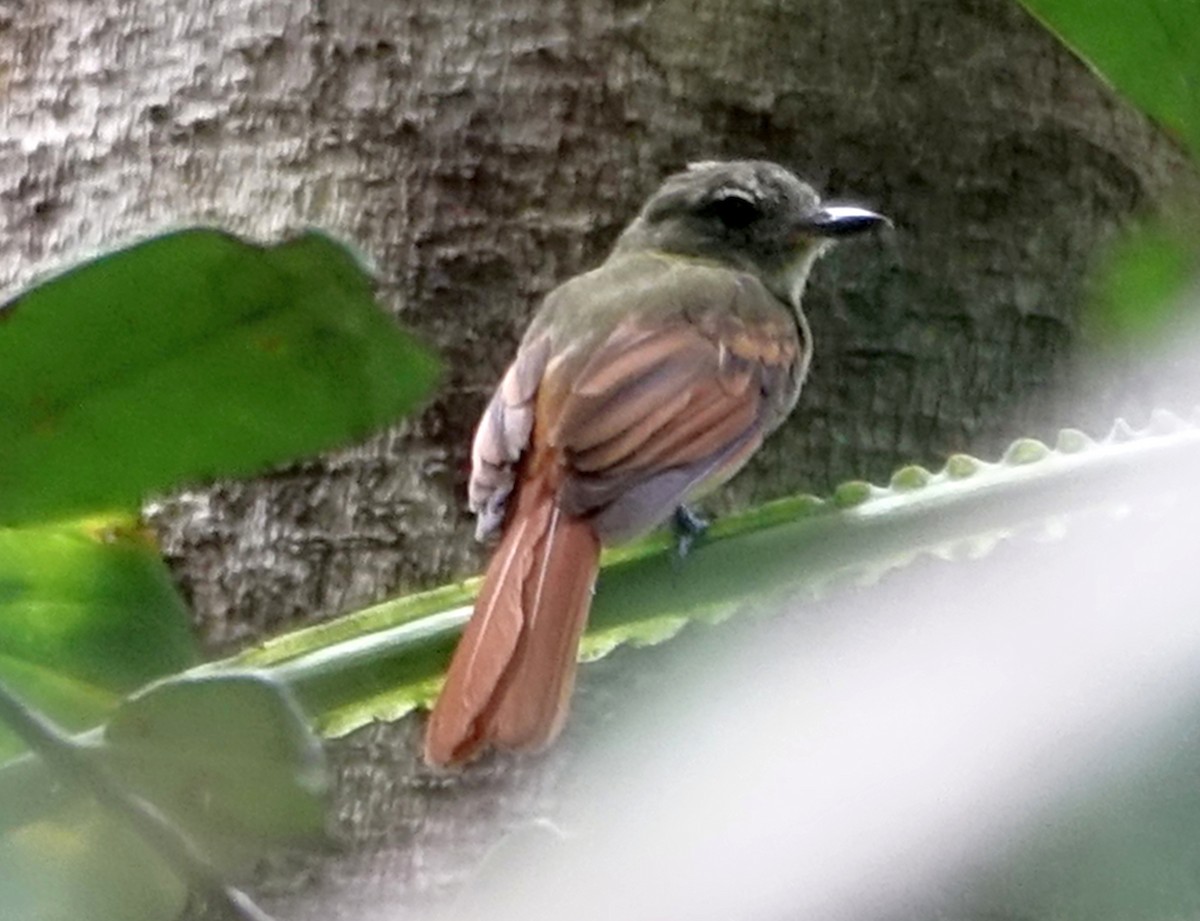 ML273243551 - Rufous-tailed Flatbill - Macaulay Library