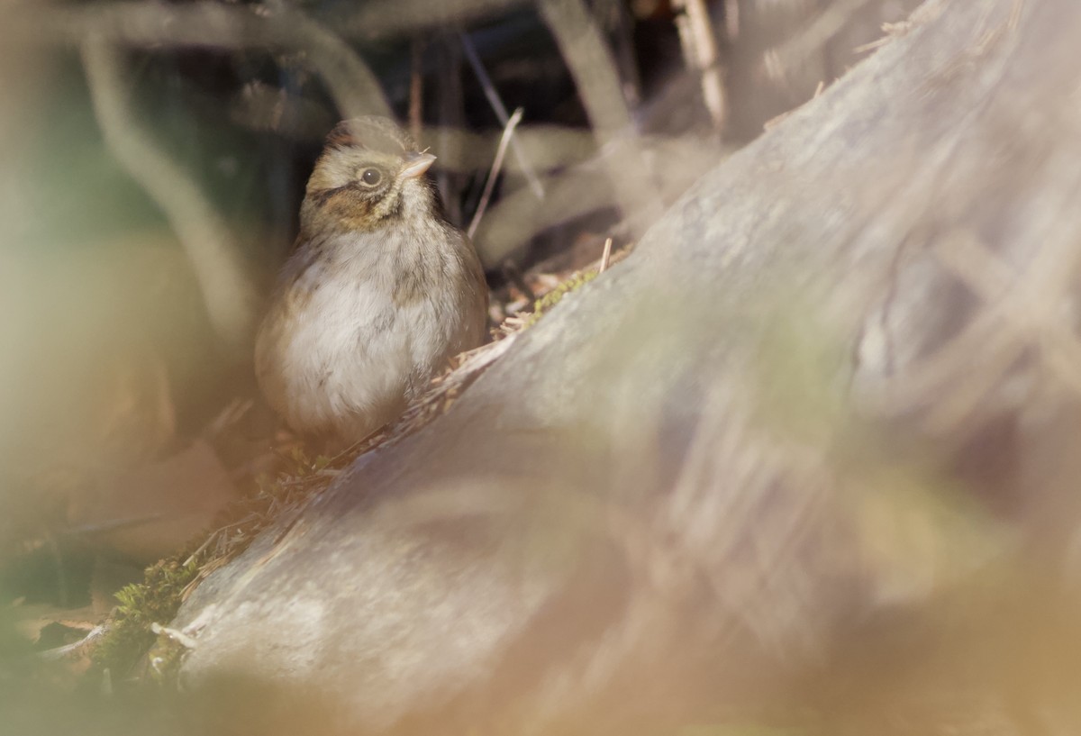 eBird Checklist - 21 Oct 2020 - Chugach SP--Bird Pt. - 19 species (+3 ...