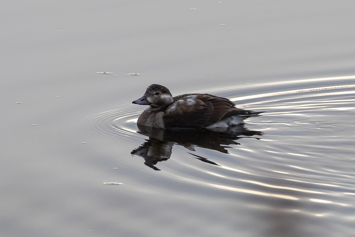 ML274156321 - Long-tailed Duck - Macaulay Library
