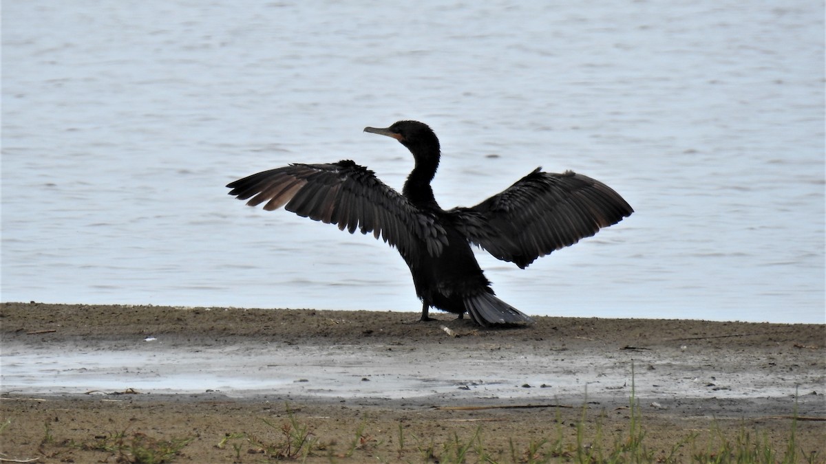 ML274488951 - Neotropic Cormorant - Macaulay Library