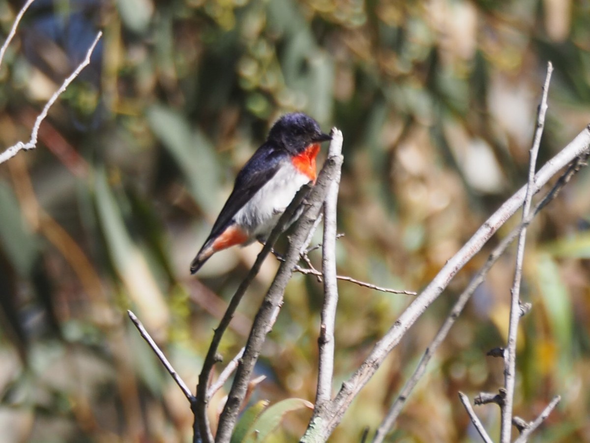 eBird Checklist - 26 Oct 2020 - Yarra Valley Trail, Lilydale to ...