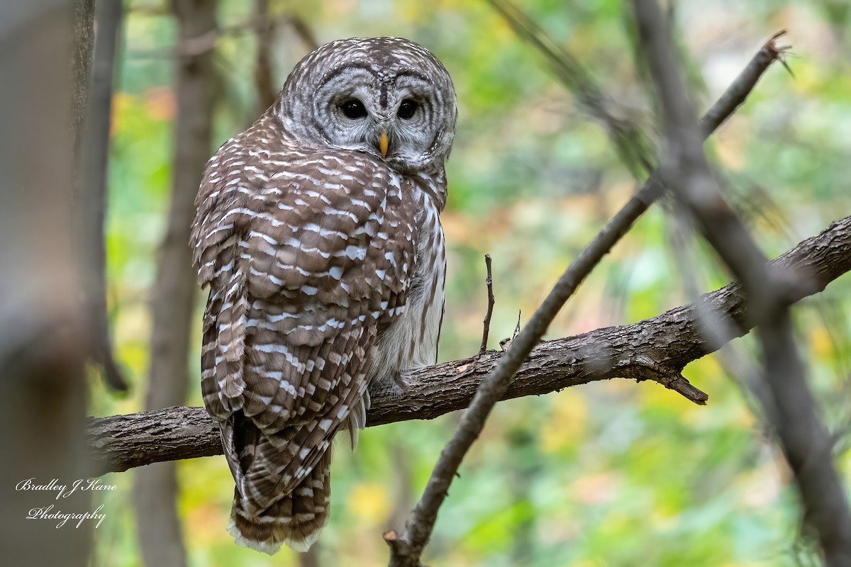 ML274606421 - Barred Owl - Macaulay Library