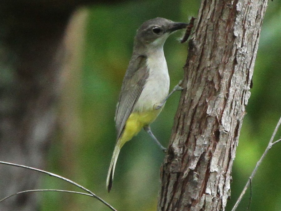 Fawn-breasted Whistler - eBird