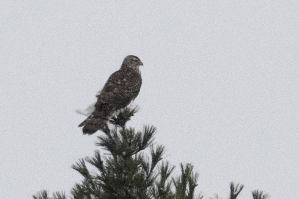 eBird Checklist - 24 Oct 2020 - McCormick Wilderness--White Deer Lake ...