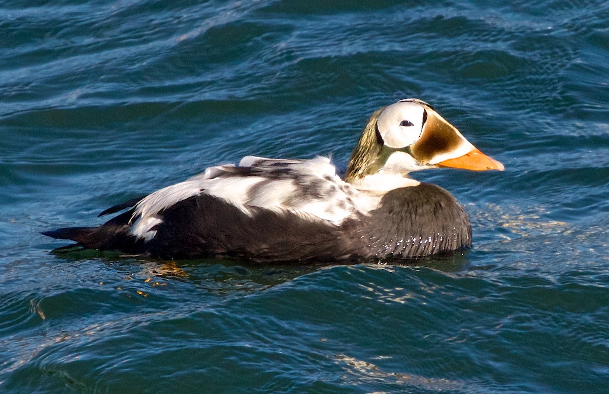 ML27471591 - Spectacled Eider - Macaulay Library
