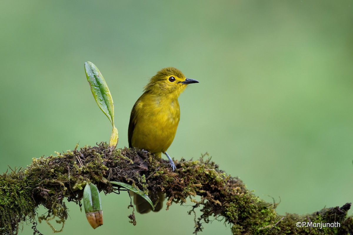eBird Checklist - 19 Jun 2020 - Malambi Forest, Karnataka, IN (12.618 ...
