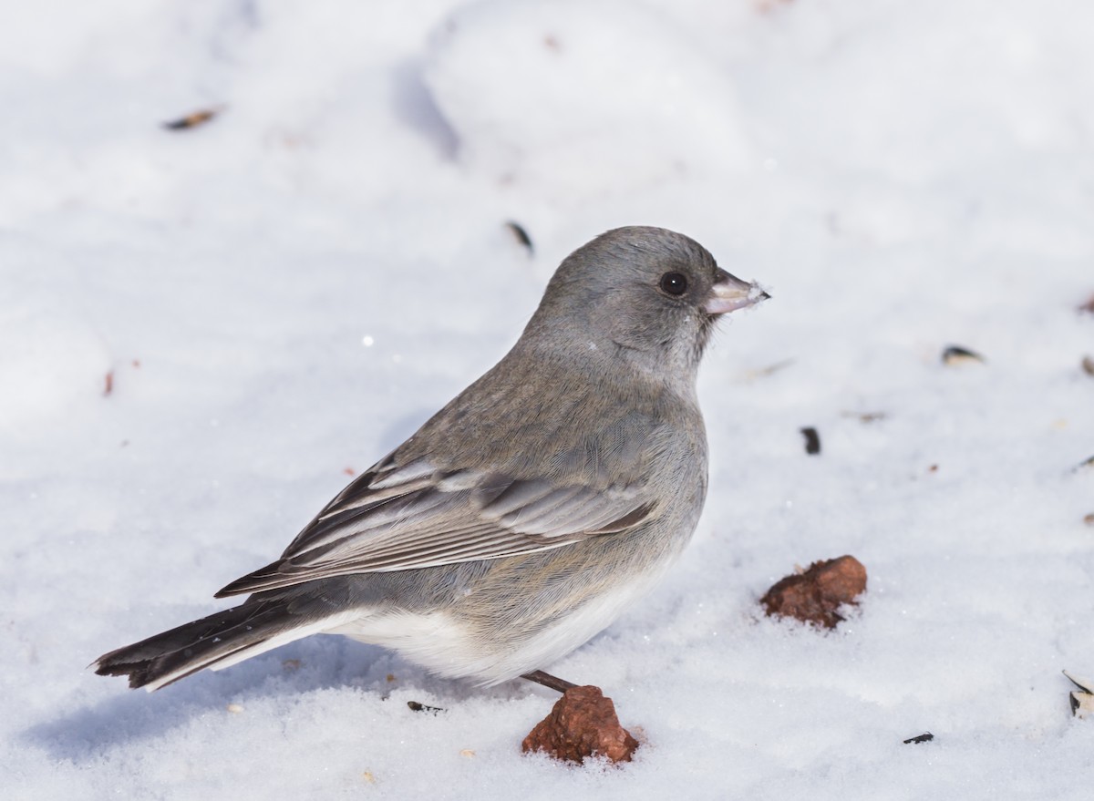 ML274881381 - Dark-eyed Junco (White-winged) - Macaulay Library