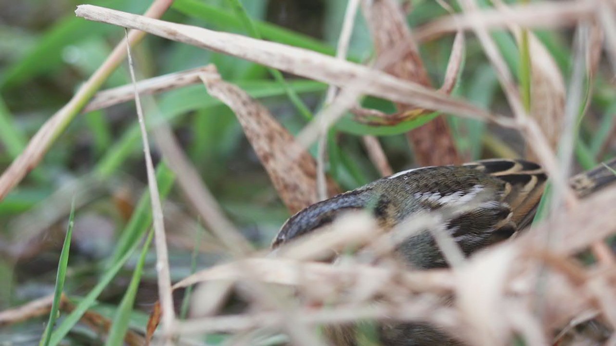 eBird Checklist - 27 Oct 2020 - Granville Schools Land Lab - 13 species