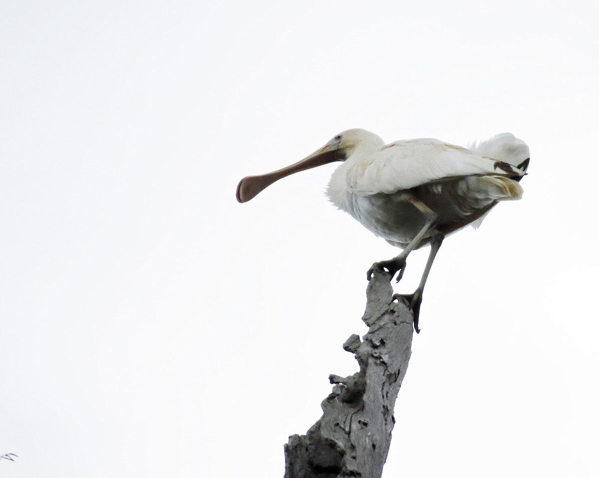 eBird Checklist - 28 Oct 2020 - Loch Garry - 33 species