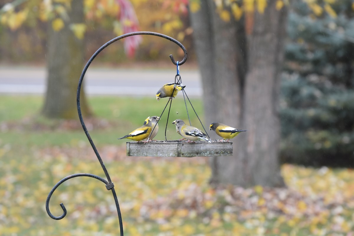 ML275251871 - Evening Grosbeak - Macaulay Library
