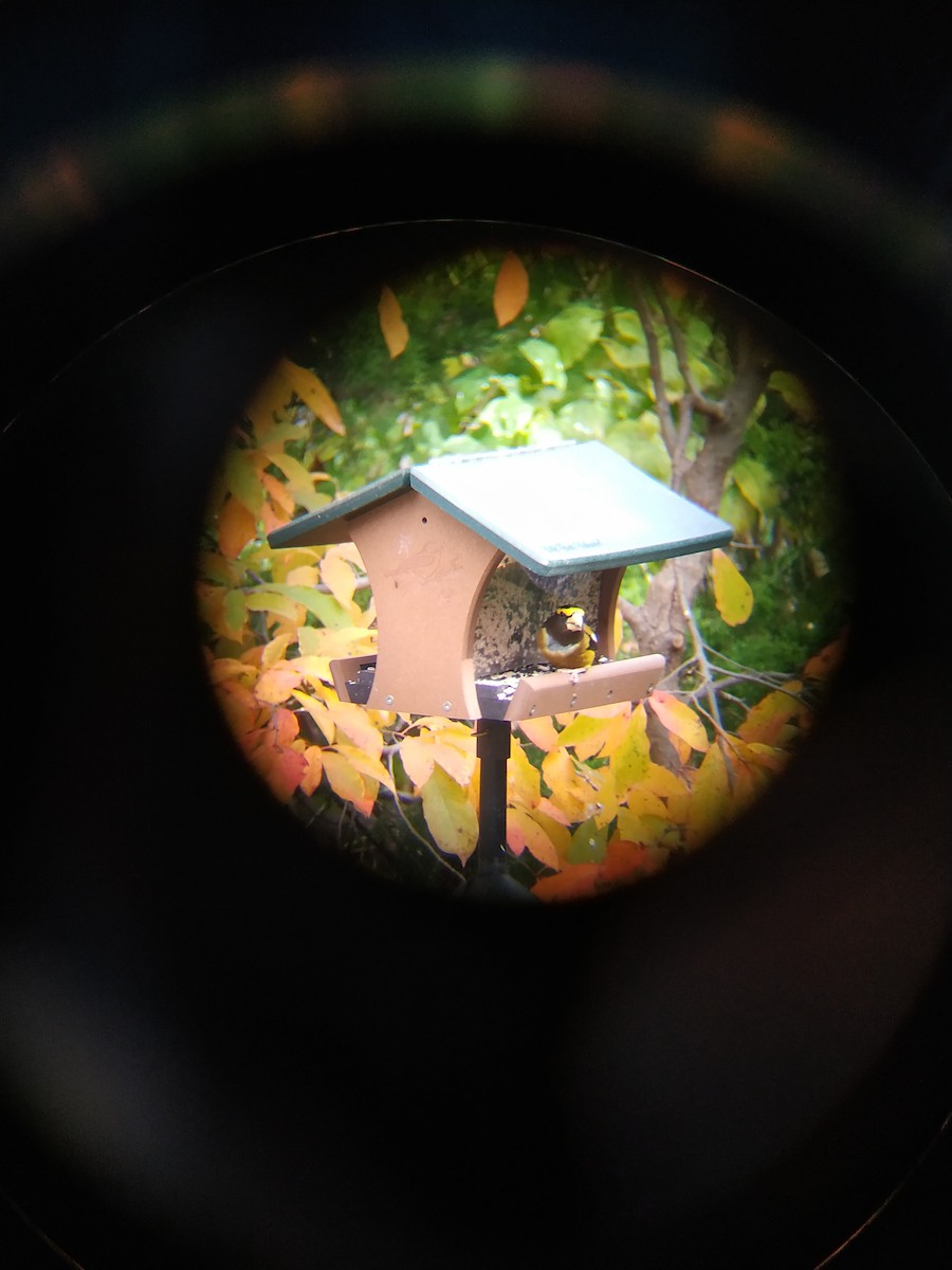 ML275272351 - Evening Grosbeak - Macaulay Library