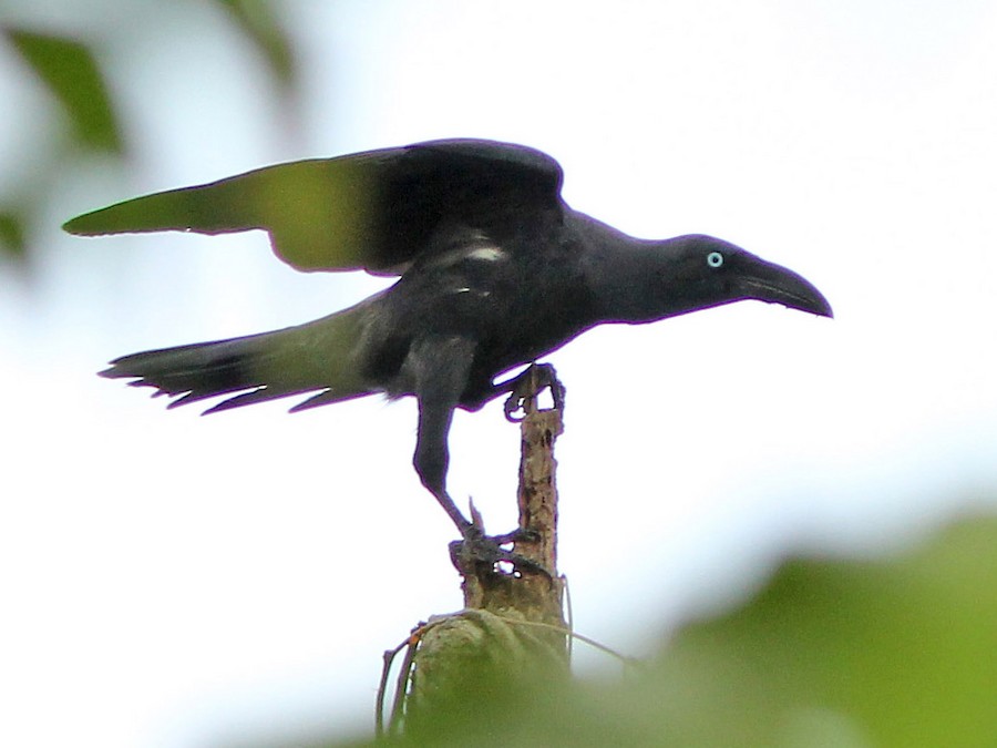 Long-billed Crow - eBird
