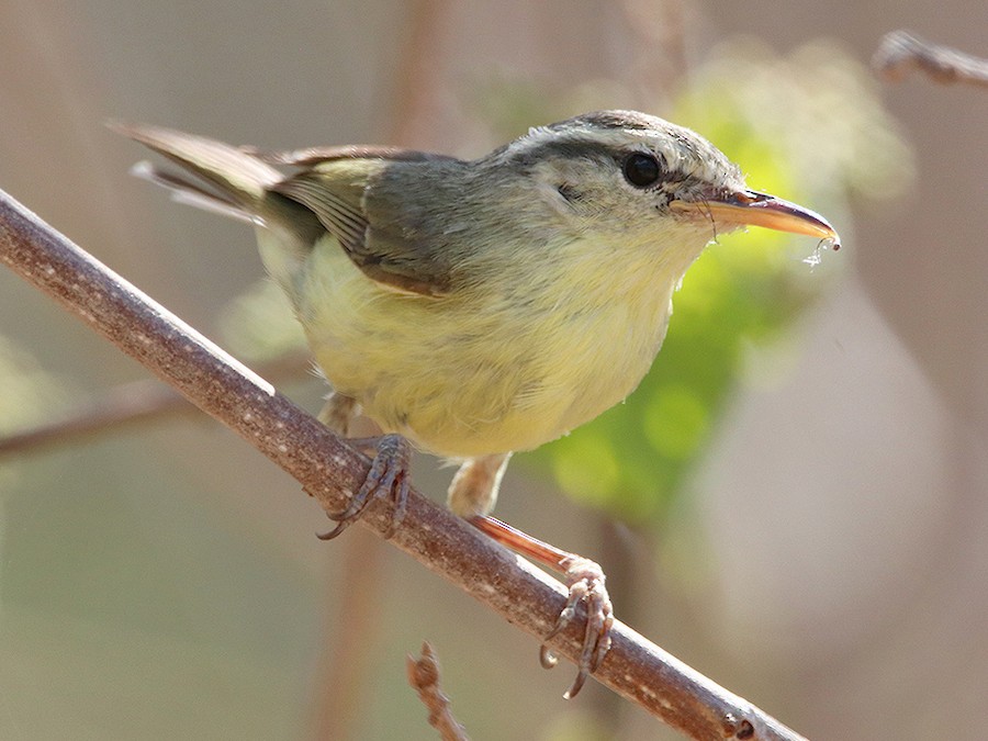 Rote Leaf Warbler - eBird
