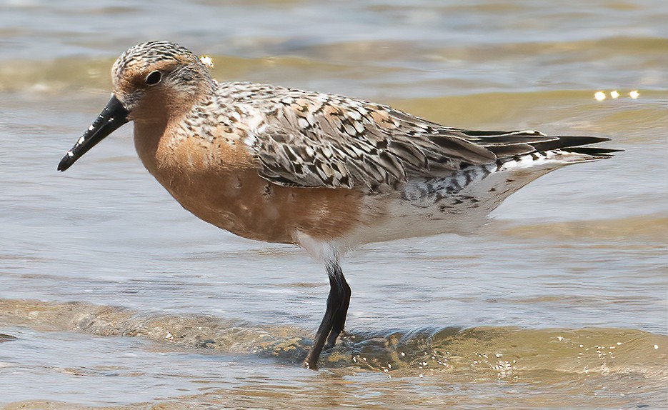 eBird Checklist - 13 Sep 2007 - Eel Point - 1 species