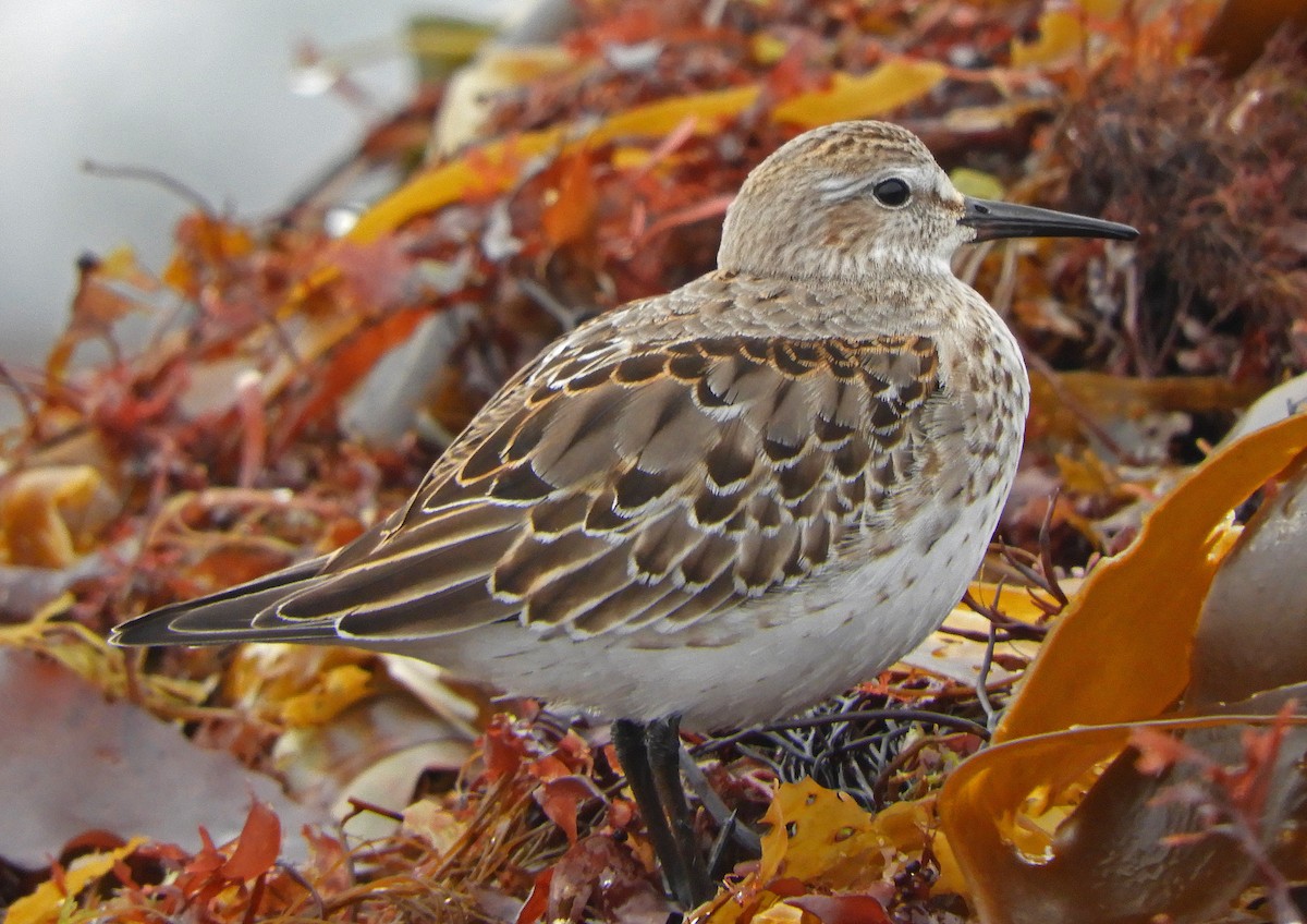 eBird Checklist - 29 Oct 2020 - Hartlen Point - 31 species
