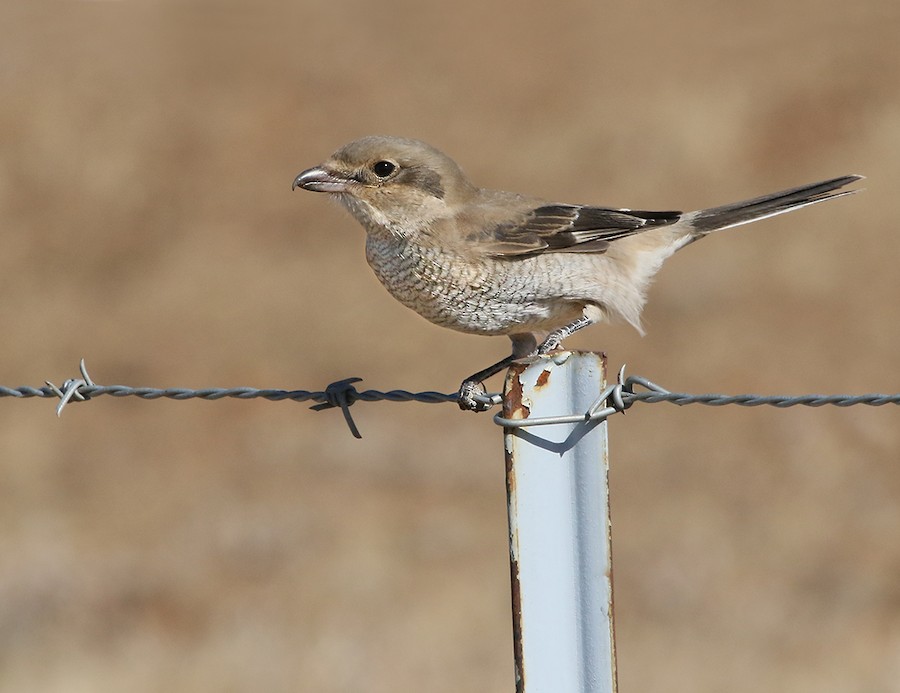 Northern Shrike (American) - eBird