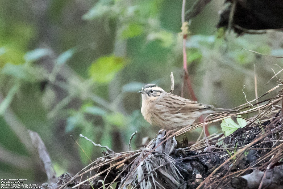 ML275746701 - Black-throated Accentor - Macaulay Library