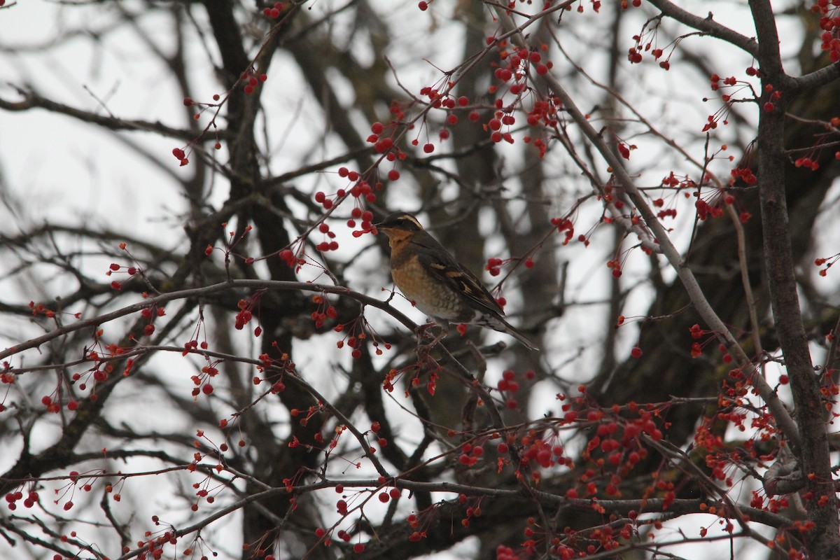 eBird Checklist - 30 Oct 2020 - Winnipeg--Bunn's Creek Centennial Park ...