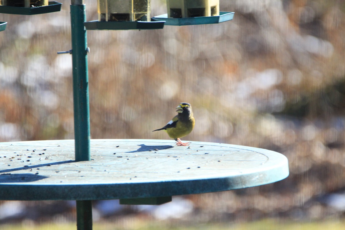 ML275808001 - Evening Grosbeak - Macaulay Library