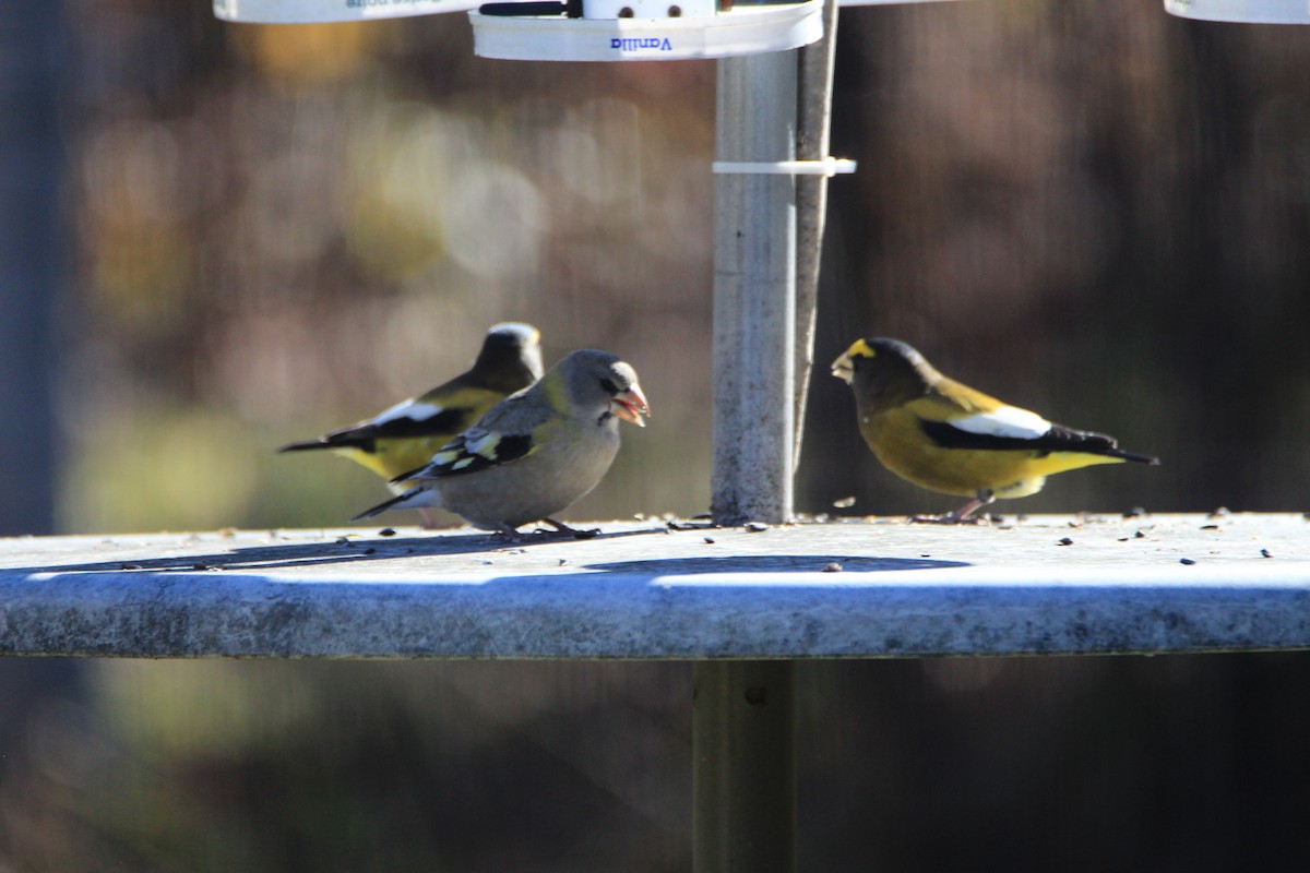 ML275808041 - Evening Grosbeak - Macaulay Library