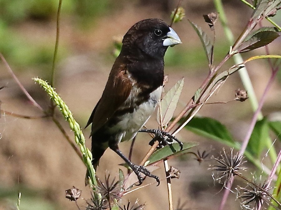 Black-breasted Munia - eBird