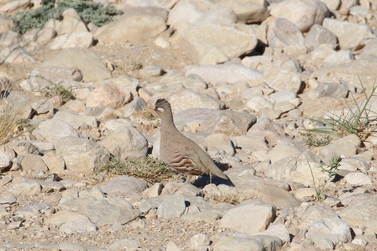 ML276001471 - Sand Partridge - Macaulay Library