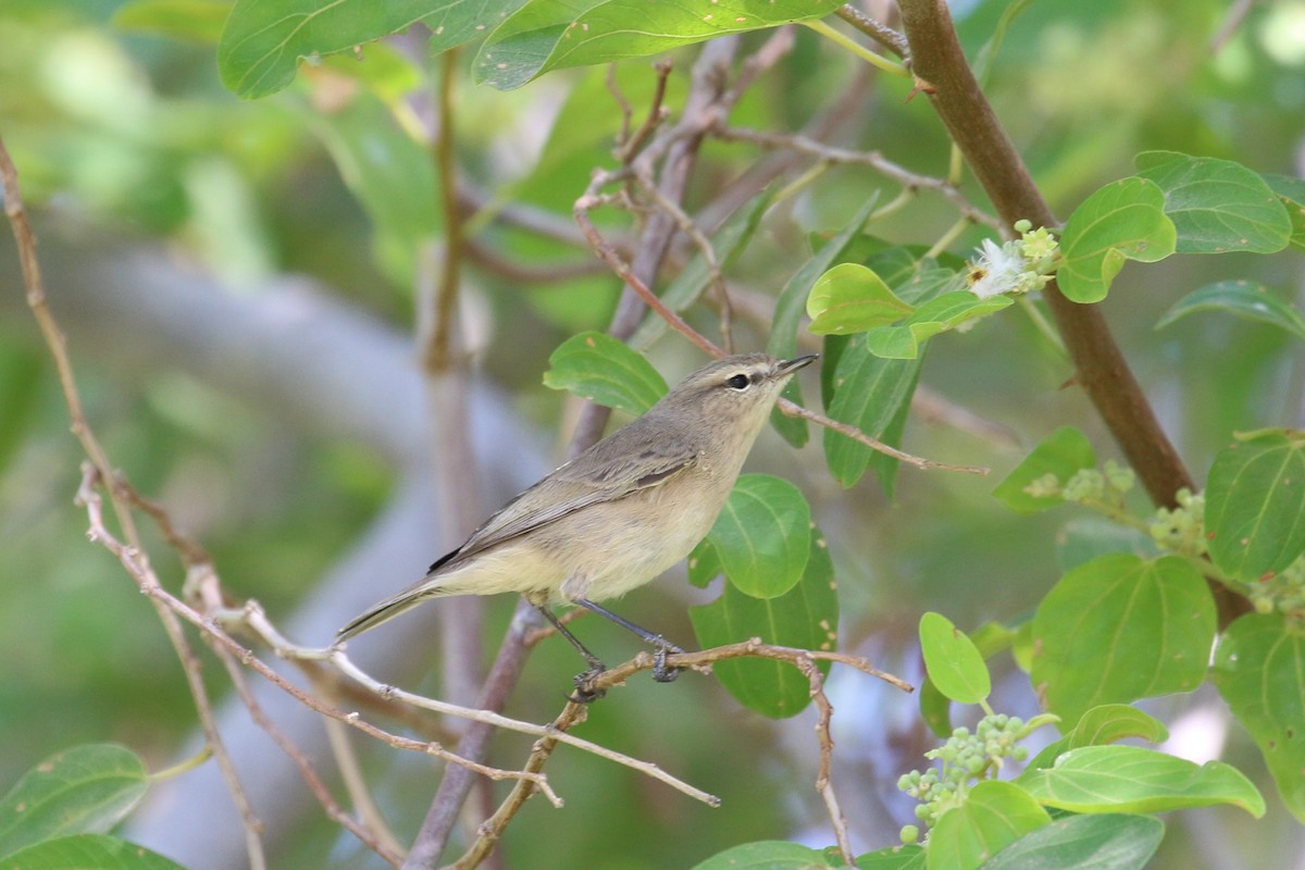 ML276002681 - Plain Leaf Warbler - Macaulay Library