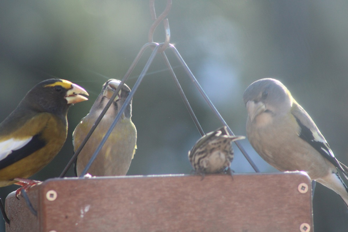 ML276116681 - Evening Grosbeak - Macaulay Library