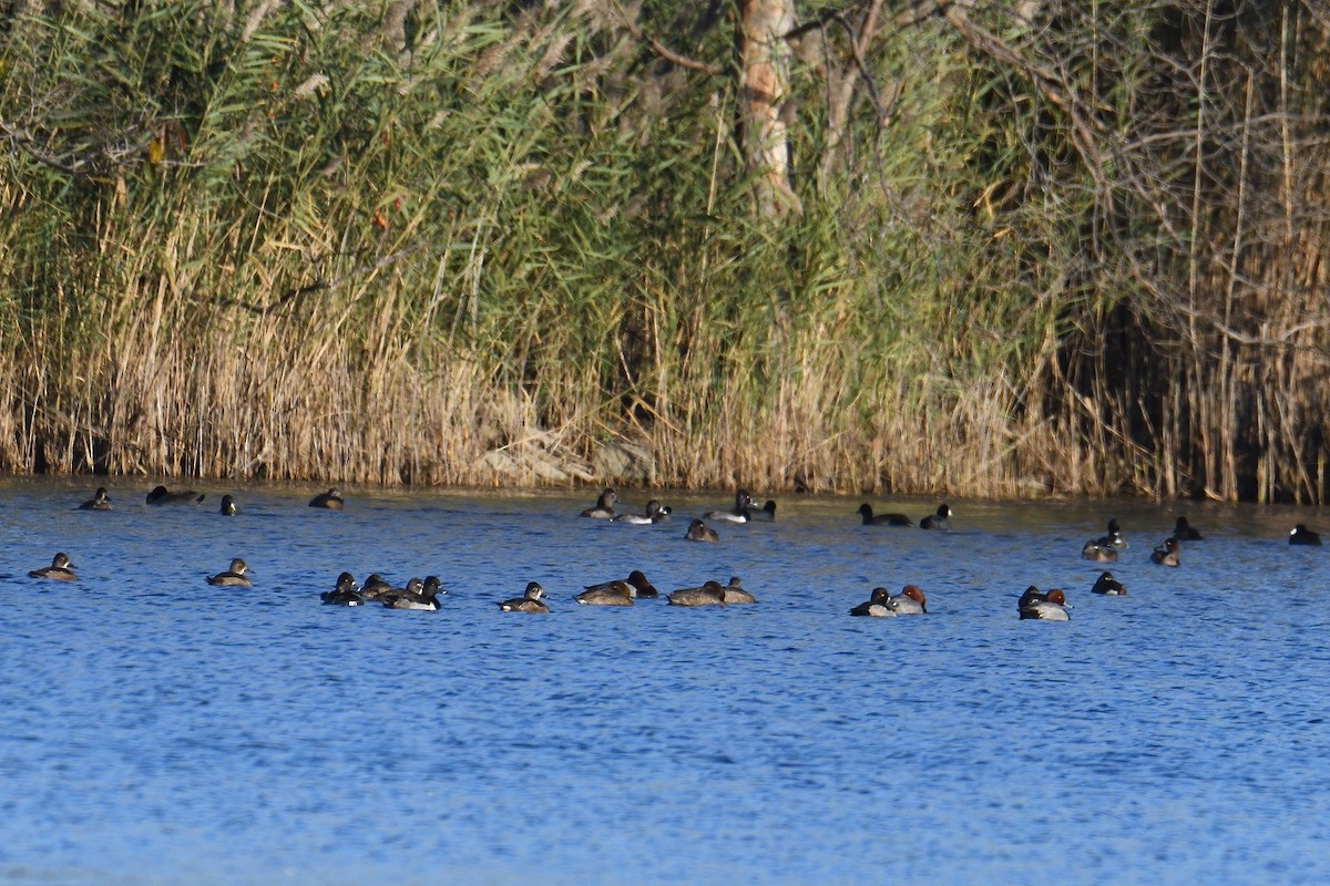 eBird Checklist - 30 Oct 2020 - Greene-Sullivan SF--Dugger Unit - 28 ...