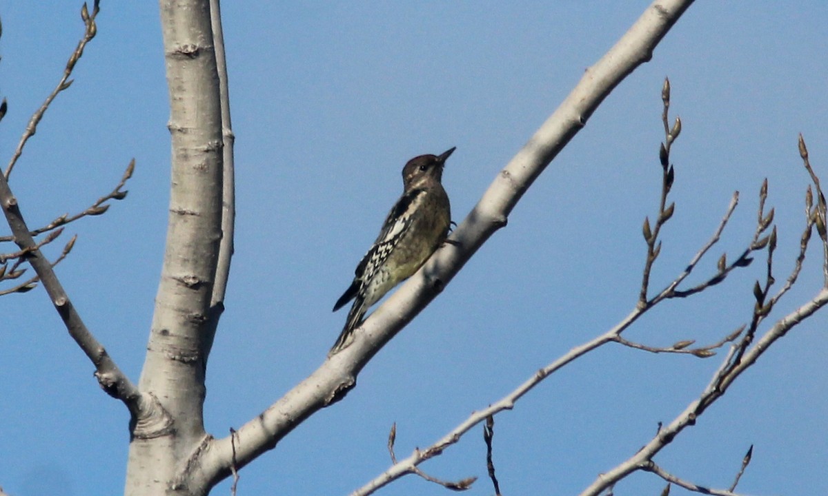 eBird Checklist - 31 Oct 2020 - Allamuchy Mt SP--Tilcon Lake - 23 species