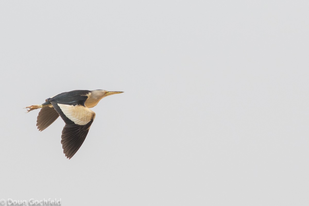 ML27660721 - Little Bittern - Macaulay Library