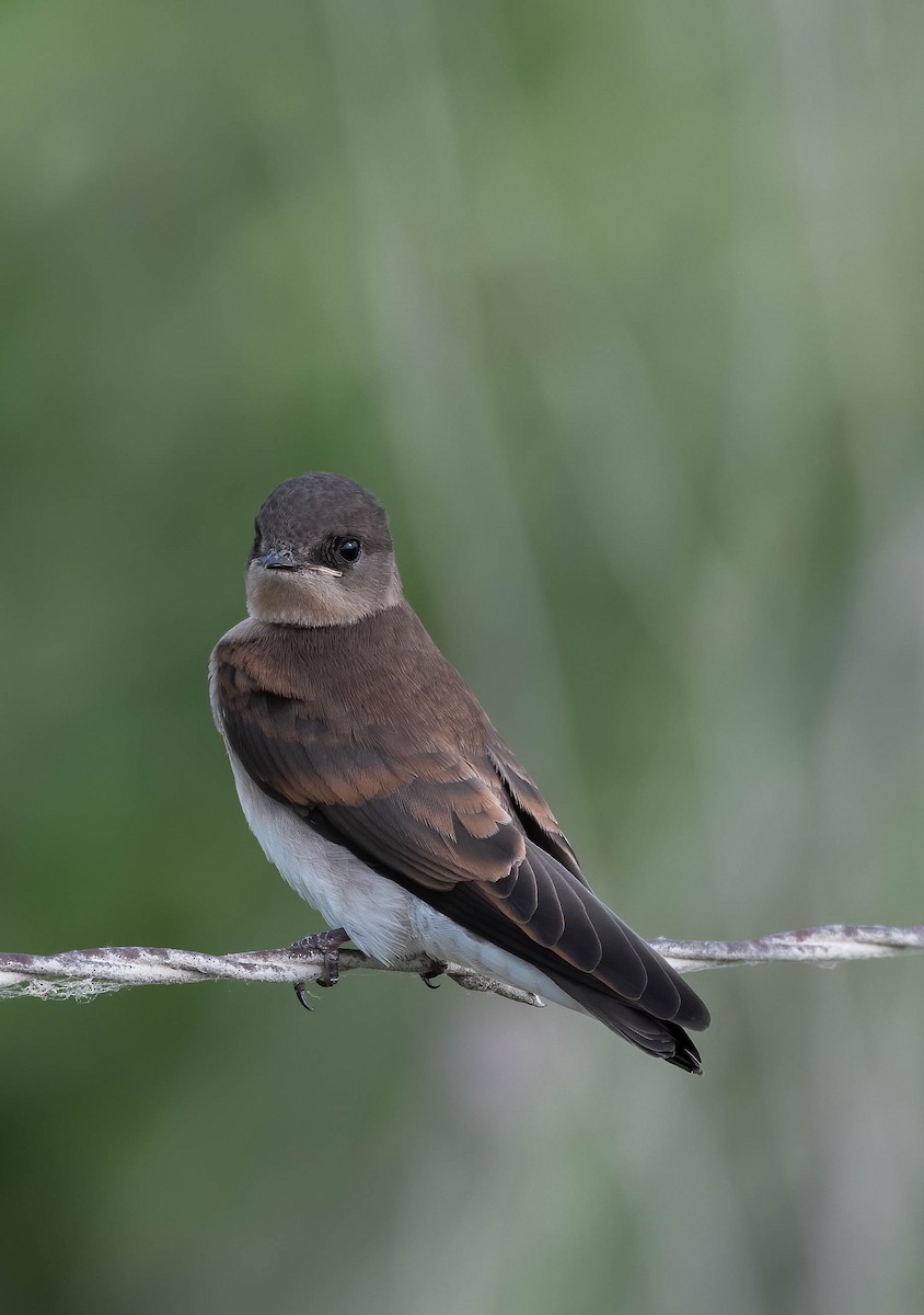 eBird Checklist - 19 Jun 2020 - James A. Reed WA - 2 species
