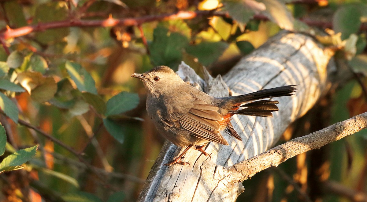 ML276918051 - Gray Catbird - Macaulay Library