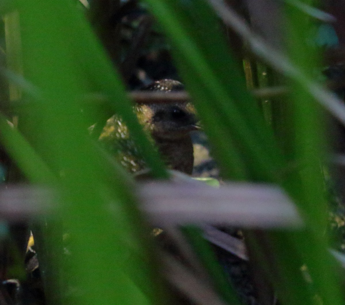 ML277154811 - Yellow Rail - Macaulay Library