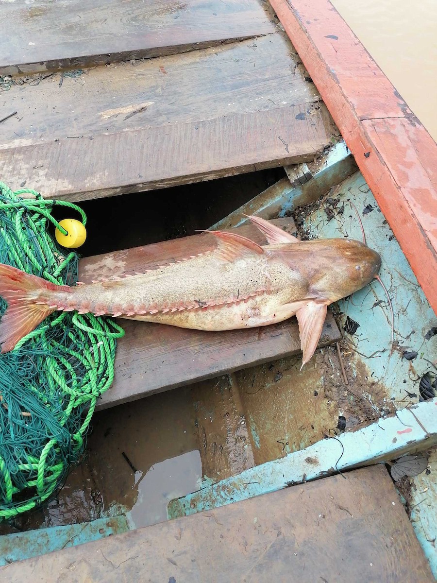 ML277811161 - Fish sp. - Macaulay Library