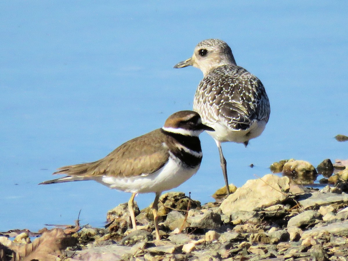 eBird Checklist - 6 Nov 2020 - Long Arm Reservoir - Southern End - 12 ...