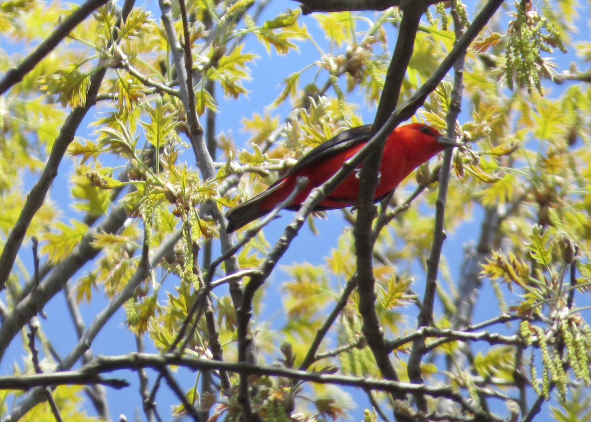 eBird Checklist - 26 Apr 2016 - Ft. Indiantown Gap - Cantonment - 54 ...