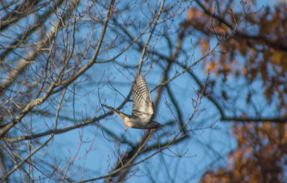 eBird Checklist - 7 Nov 2020 - Snake Den Farm - 27 species