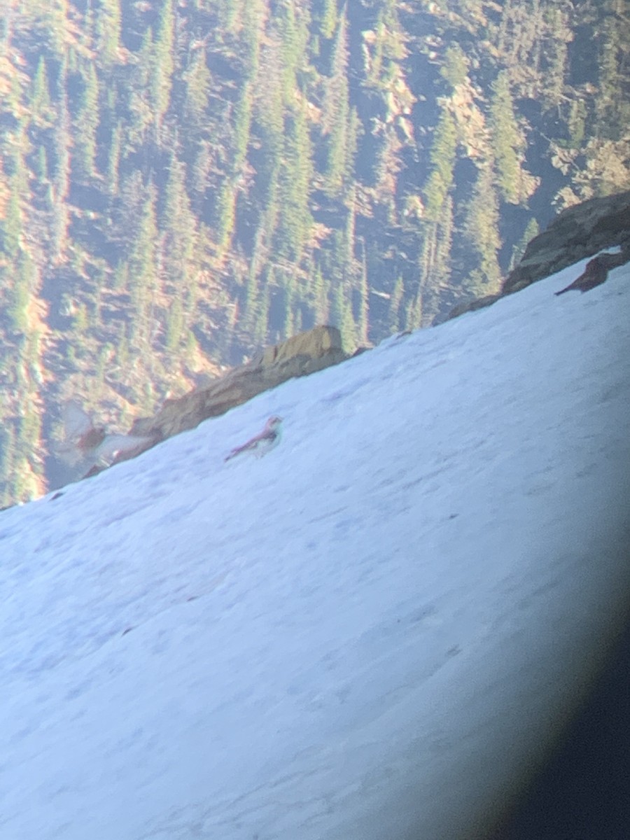 eBird Checklist - 1 Nov 2020 - Hurwal Divide summit (45.2594,-117.2652 ...