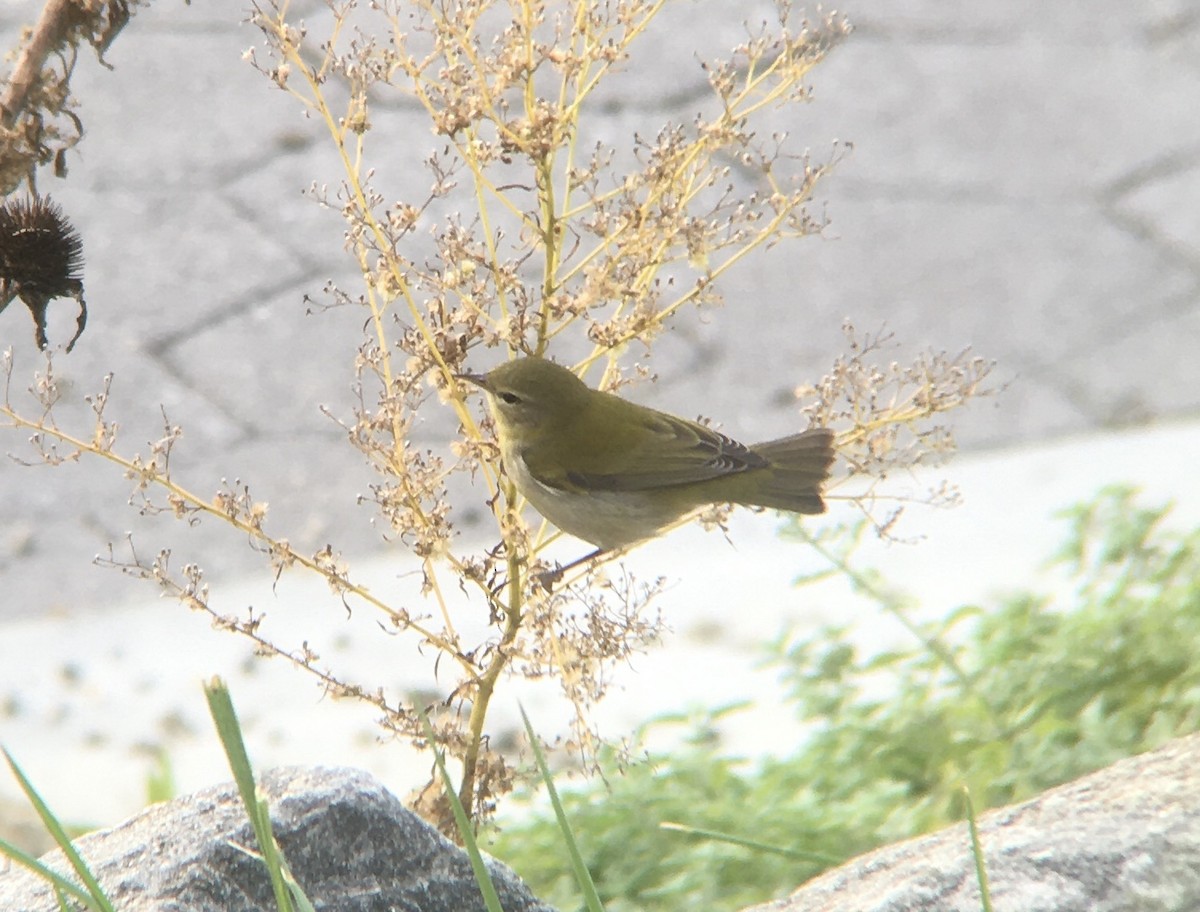 eBird Checklist - 19 Oct 2020 - Riverside Park South (59th-72nd St ...