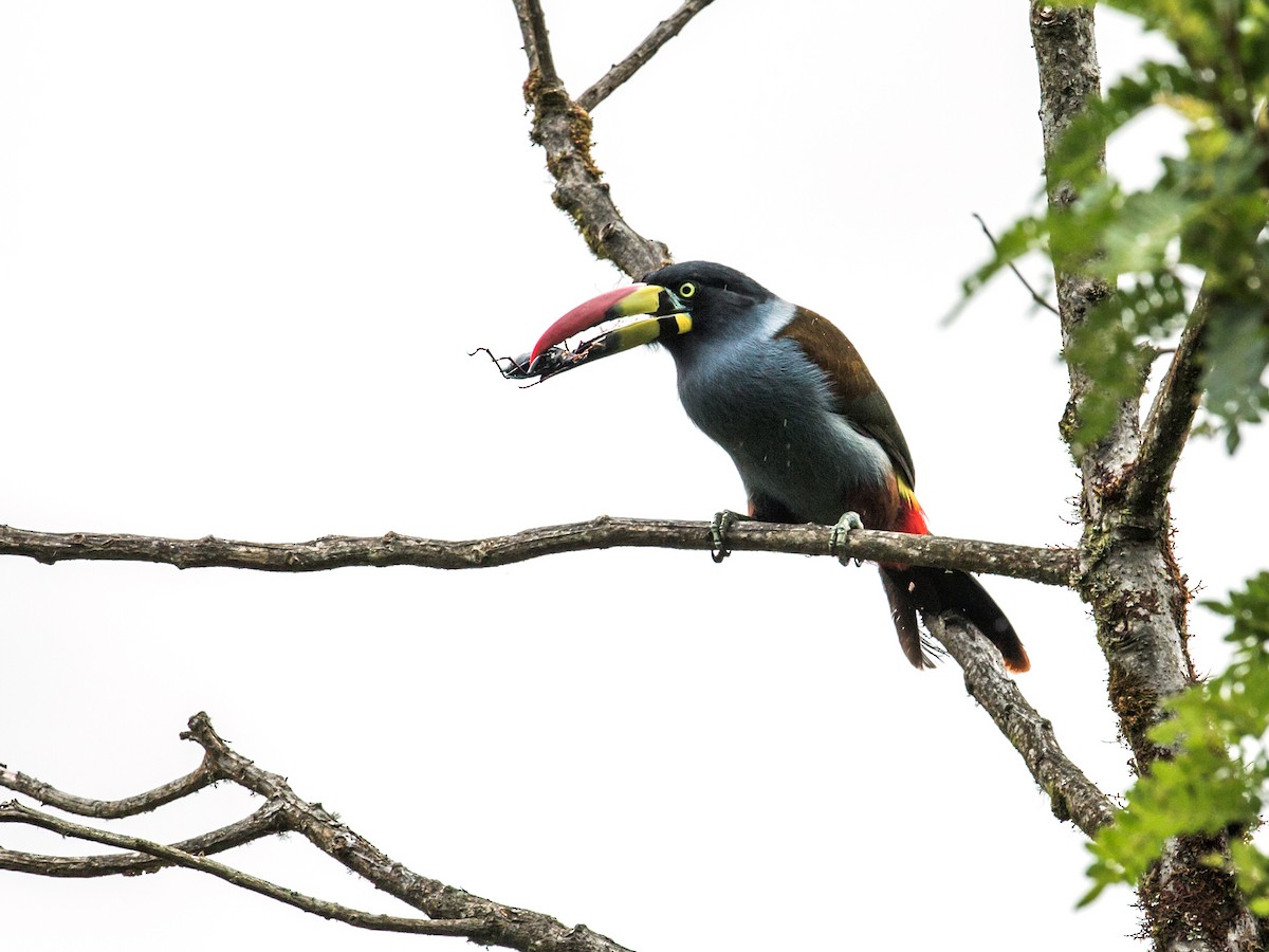 ML278876671 - Gray-breasted Mountain-Toucan - Macaulay Library