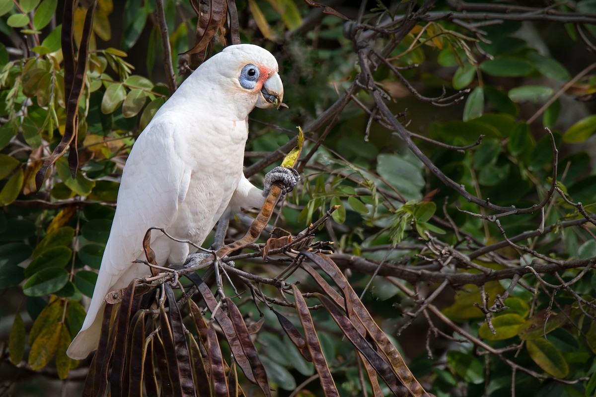 ML279266311 - Little x Long-billed Corella (hybrid) - Macaulay Library