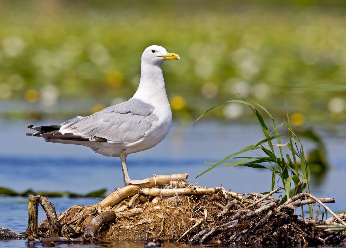 eBird Checklist - 3 Jun 2014 - Danube Delta Biosphere Reserve--Bird ...