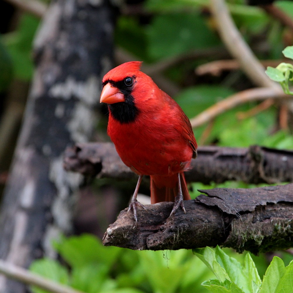 ML27951181 - Northern Cardinal - Macaulay Library