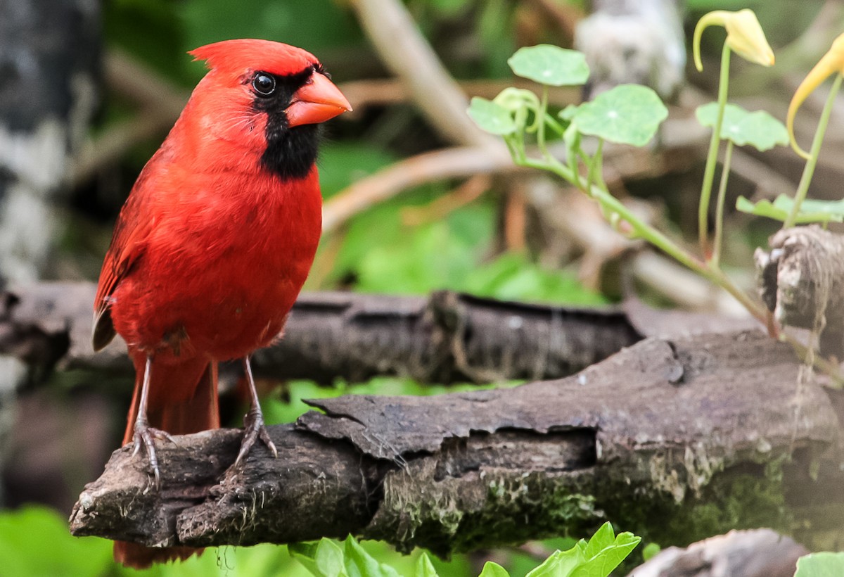 ML27951261 - Northern Cardinal - Macaulay Library ML27951261 - Northern Cardinal - Macaulay Library