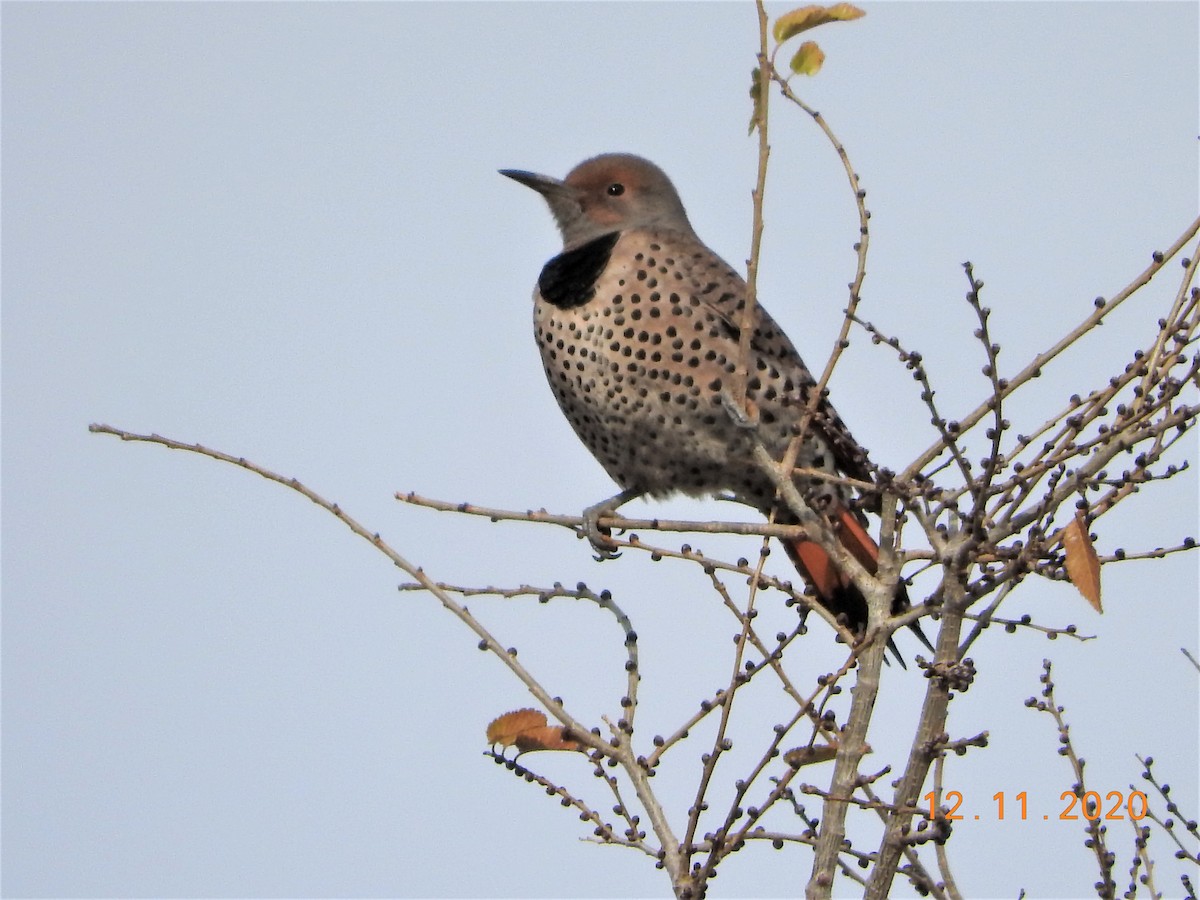 eBird Checklist - 12 Nov 2020 - Cottonwood Canyon SP--Lone Tree ...